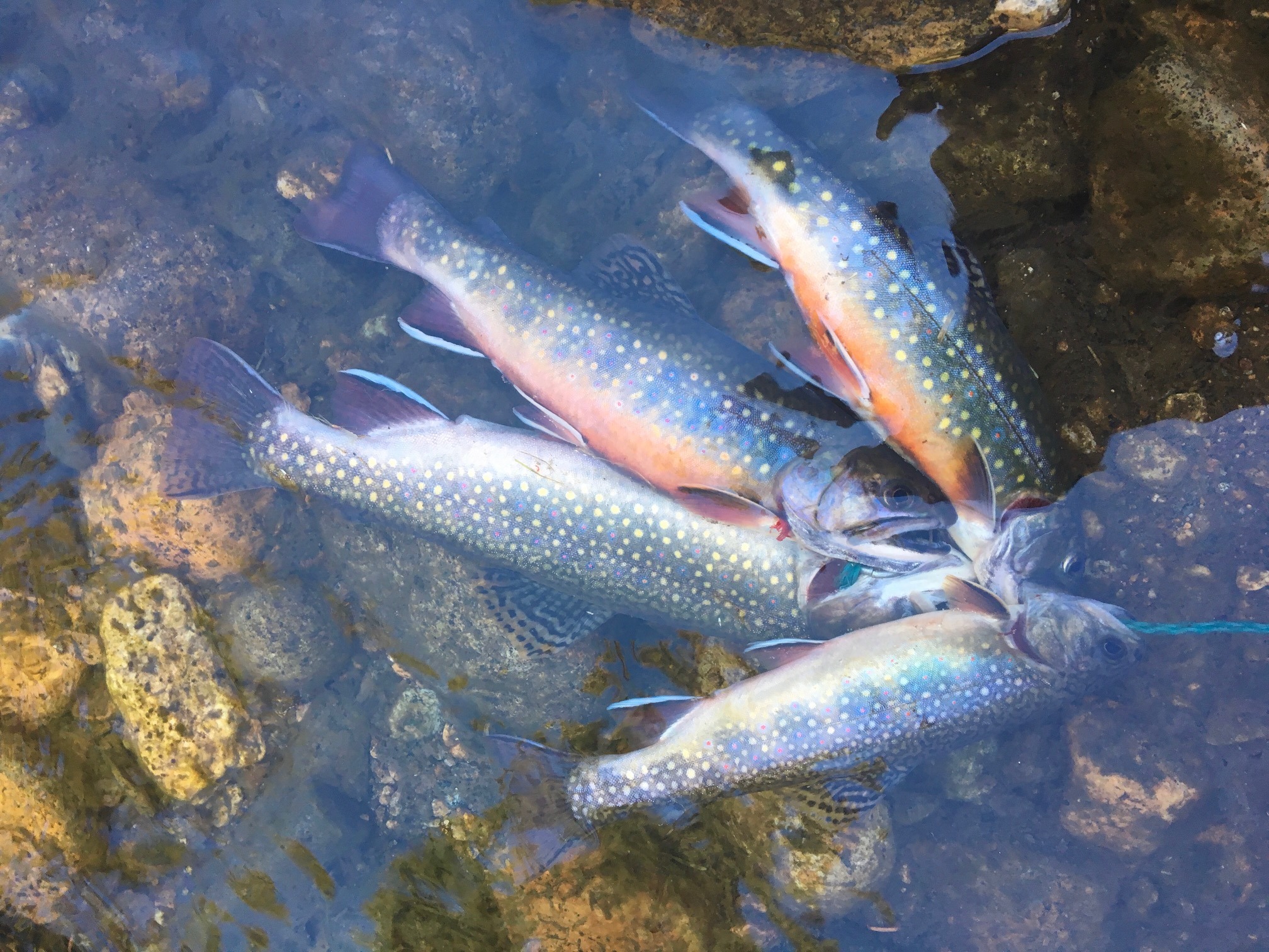 Fishing | Elk Creek Outfitting